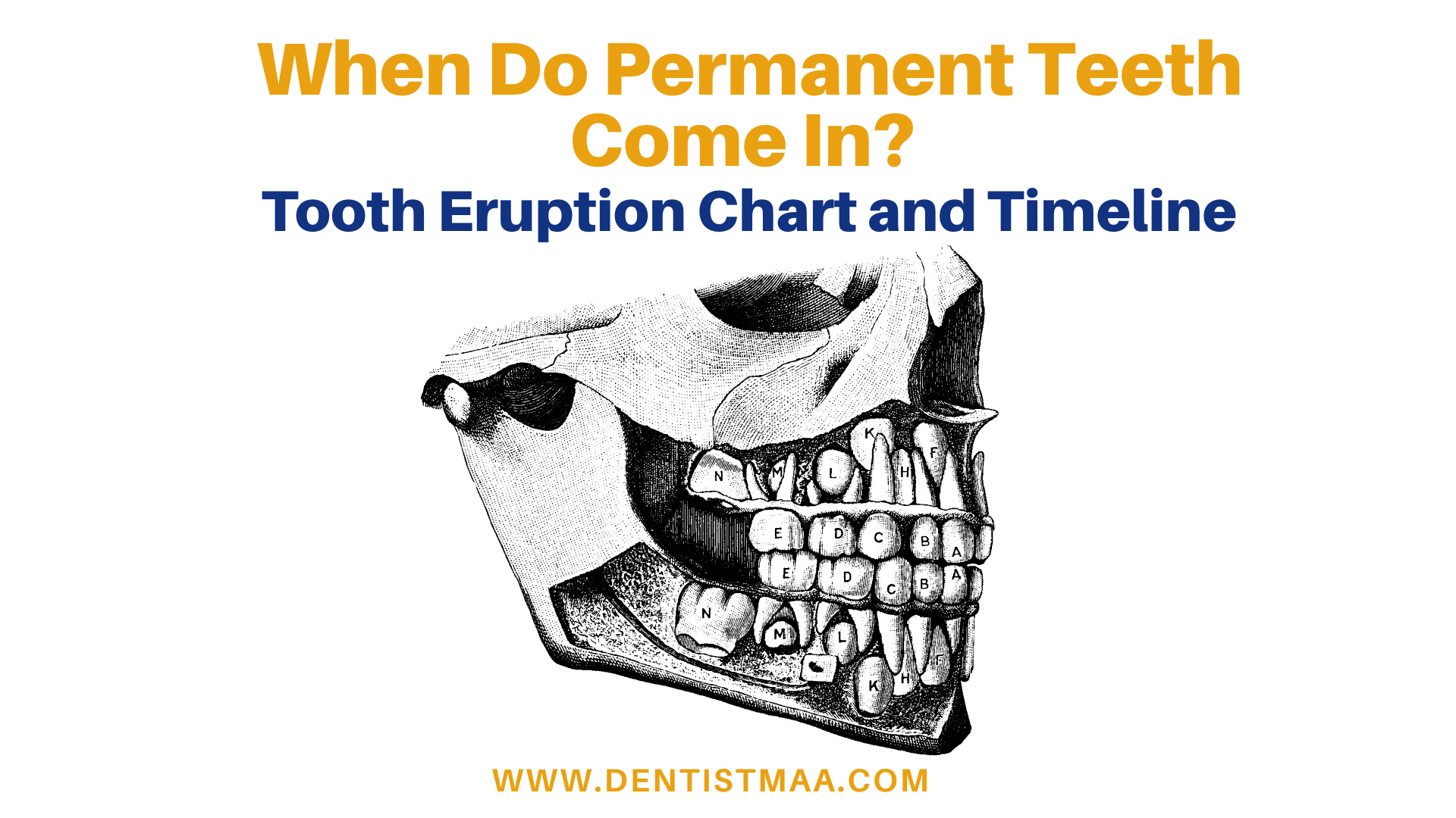 When Do Permanent Teeth Come In? Tooth Eruption Chart and Timeline ...