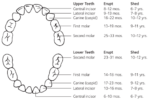 Tooth Eruption Chart (Milk/Baby Teeth) - DentistMaa